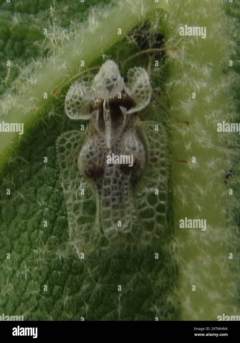 Eastern Sycamore Lace Bug (Corythucha ciliata) Insecta Stock Photo - Alamy