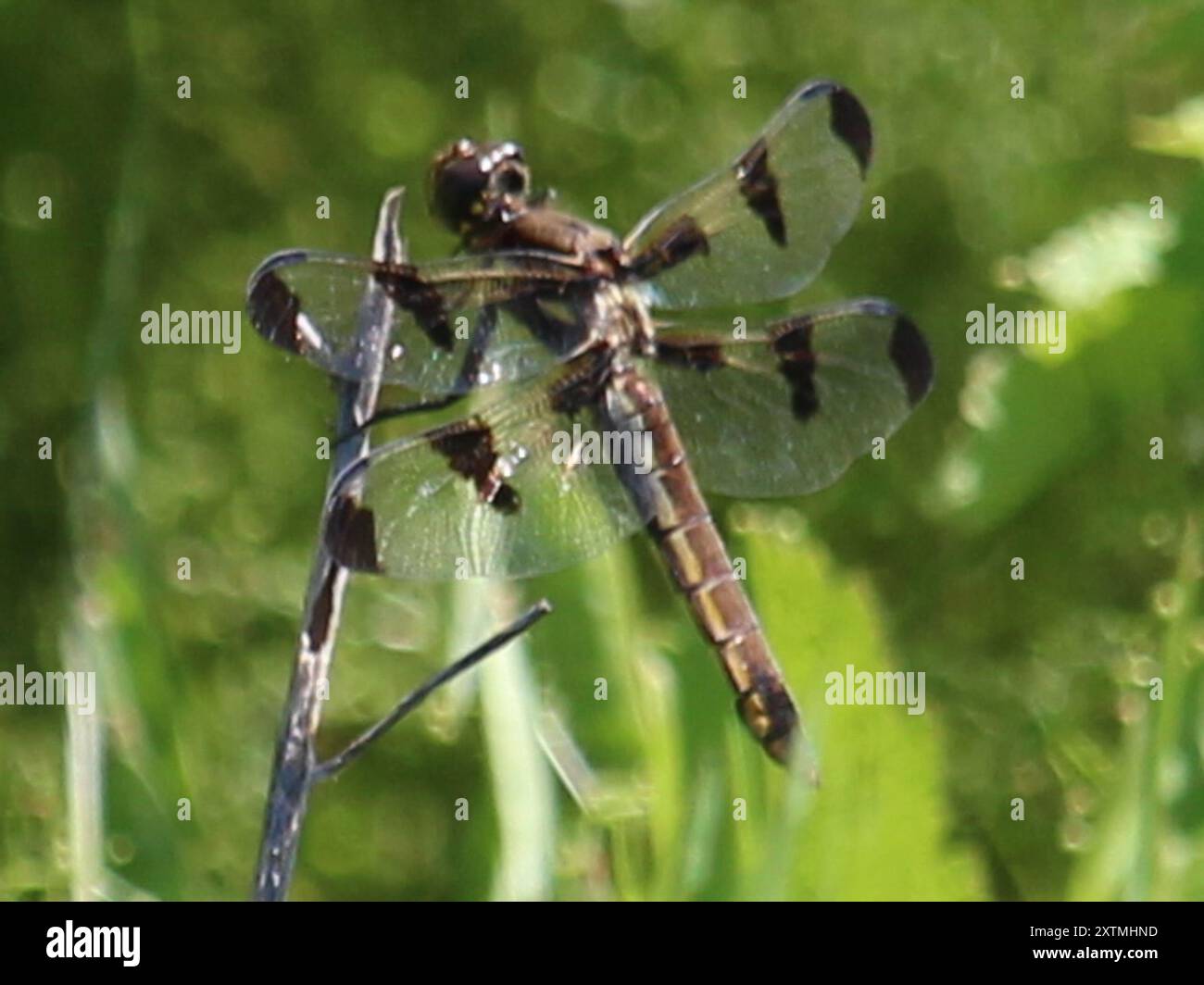 Twelve-spotted Skimmer (Libellula pulchella) Insecta Stock Photo - Alamy