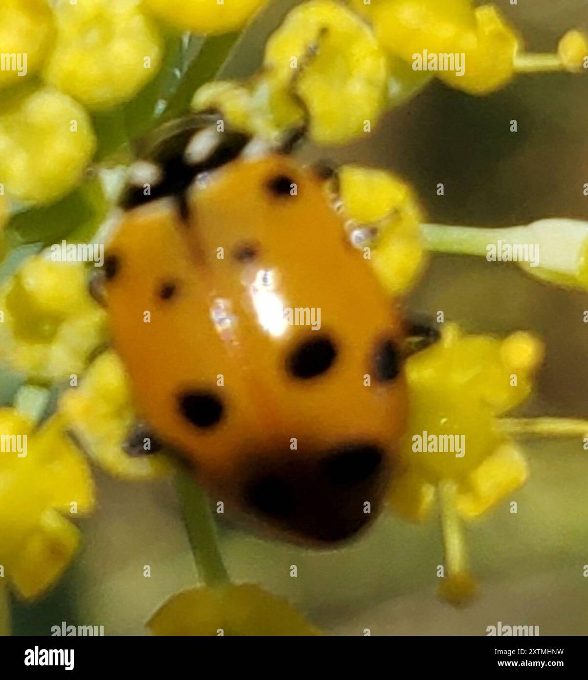 Convergent Lady Beetle (Hippodamia convergens) Insecta Stock Photo - Alamy