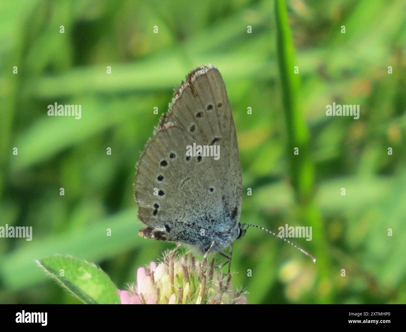Mazarine Blue (Cyaniris semiargus) Insecta Stock Photo - Alamy