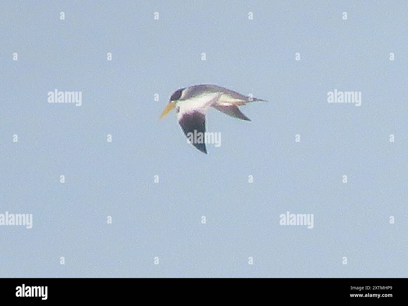 Large-billed Tern (Phaetusa simplex) Aves Stock Photo - Alamy