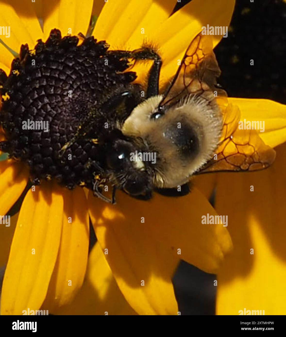 Brown-belted Bumble Bee (Bombus griseocollis) Insecta Stock Photo - Alamy