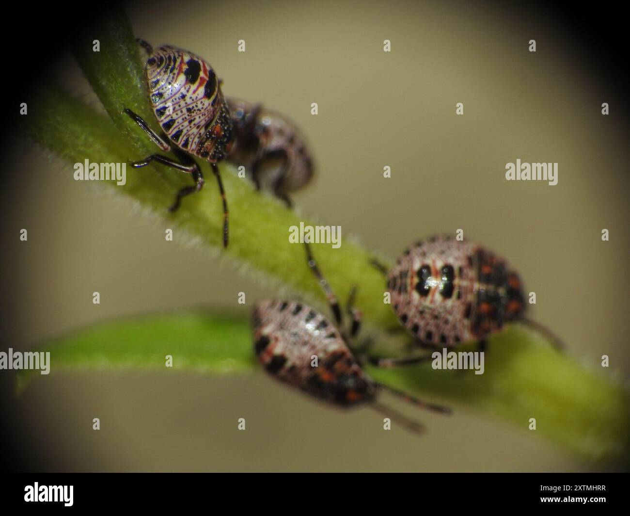 Rough Stink Bugs (Brochymena) Insecta Stock Photo - Alamy