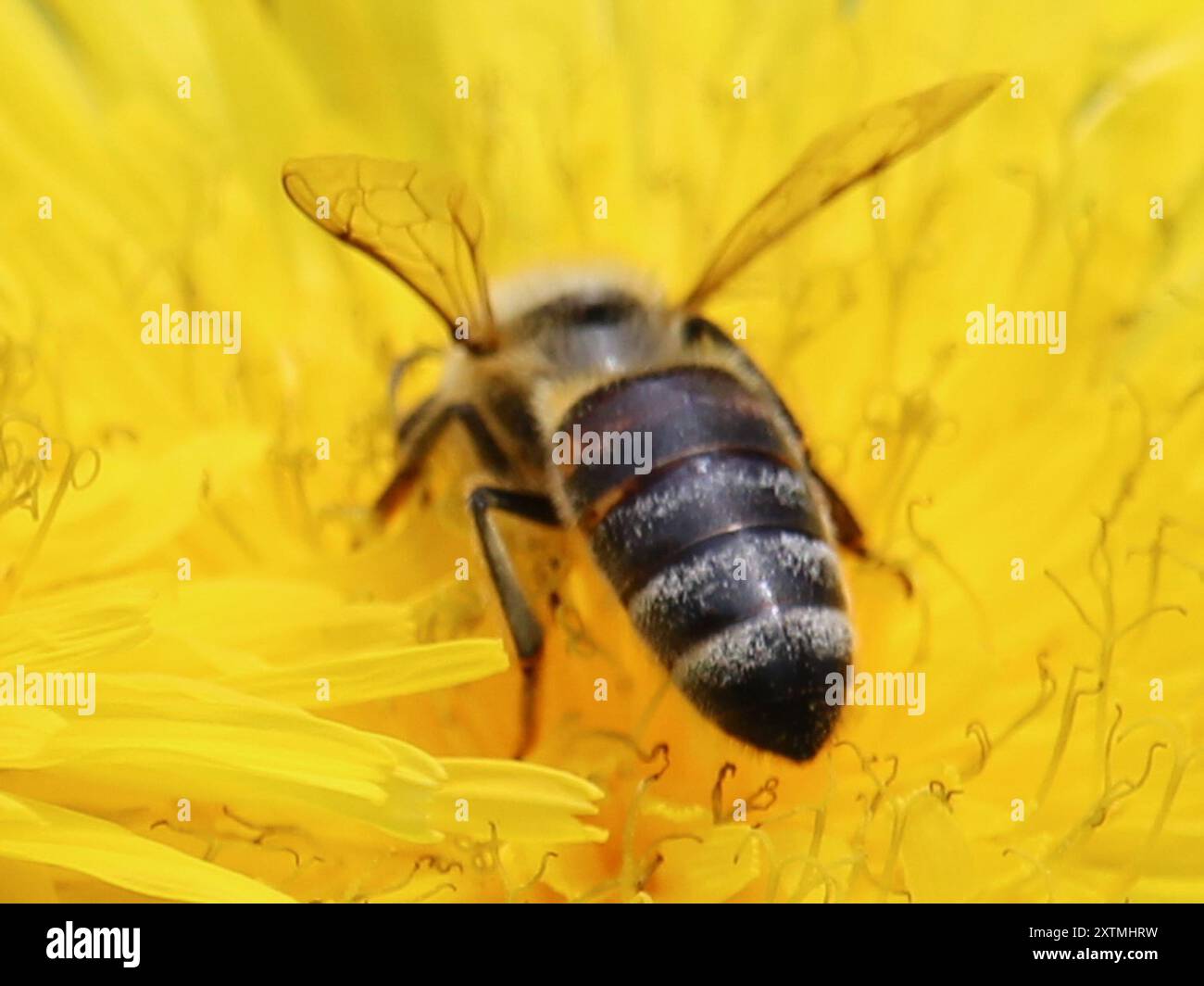 Western Honey Bee (Apis mellifera) Insecta Stock Photo - Alamy