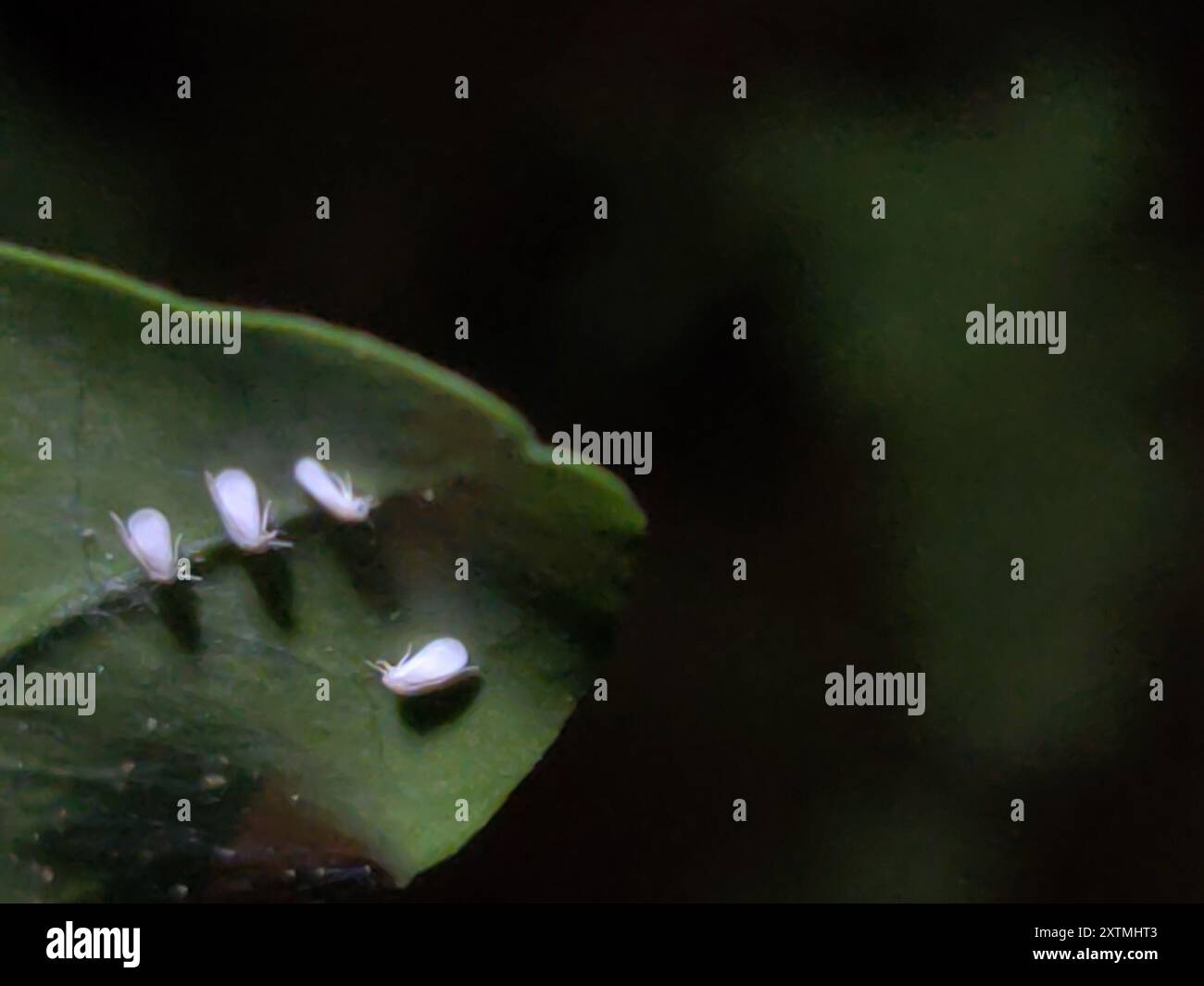 Whiteflies (Aleyrodidae) Insecta Stock Photo - Alamy