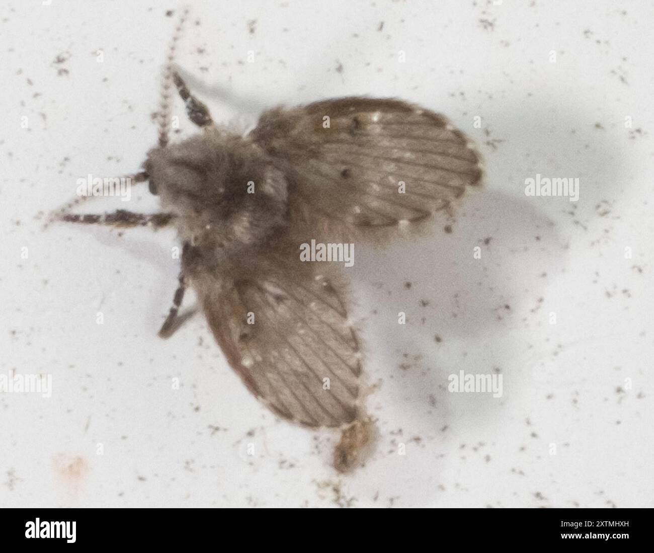 Bathroom Moth Fly (Clogmia albipunctata) Insecta Stock Photo - Alamy