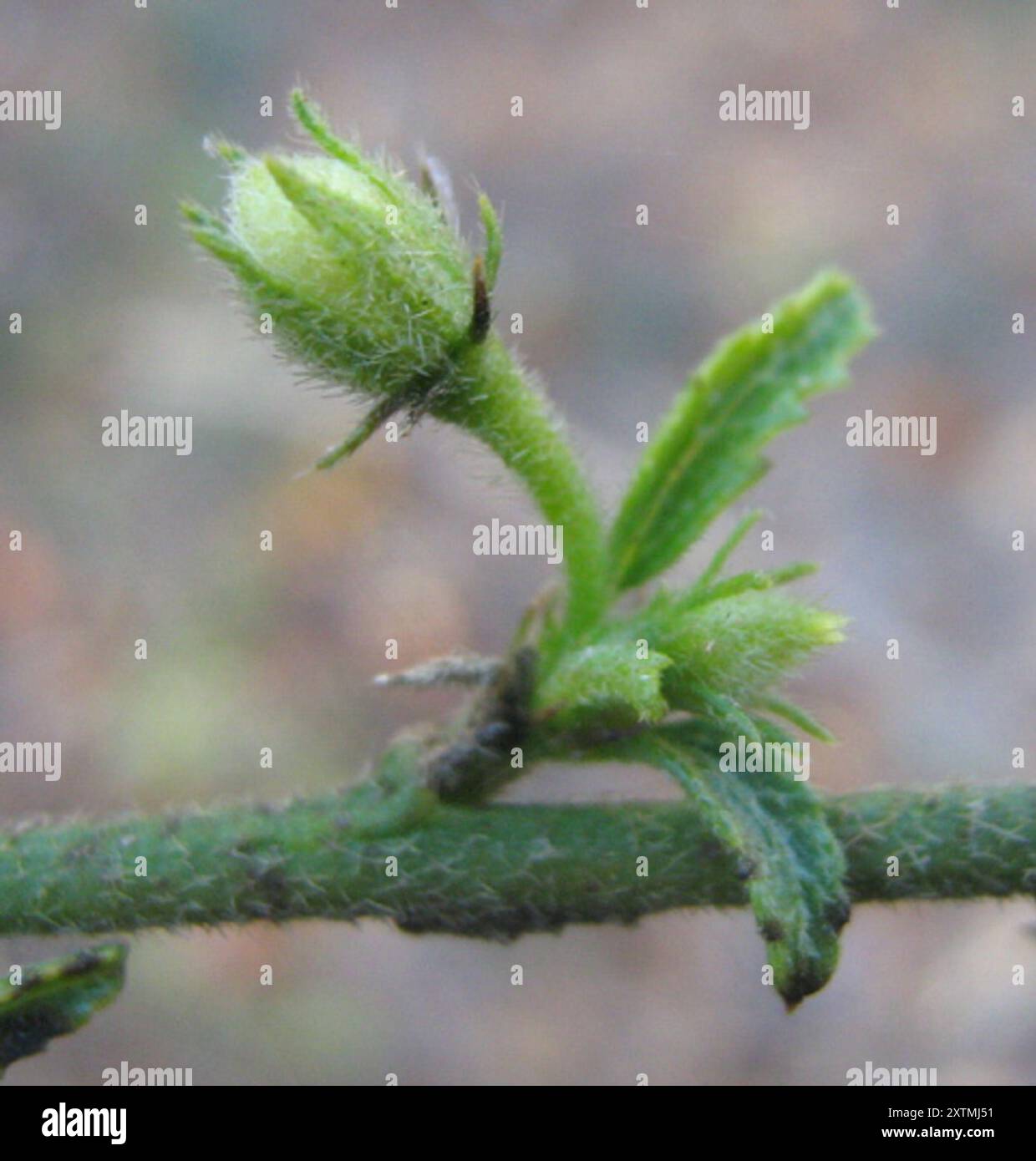 Hibiscus micranthus hi-res stock photography and images - Alamy