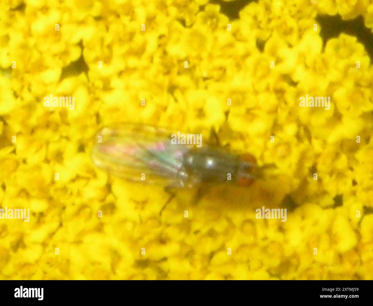 Cyclorrhaphan Flies (Cyclorrhapha) Insecta Stock Photo - Alamy