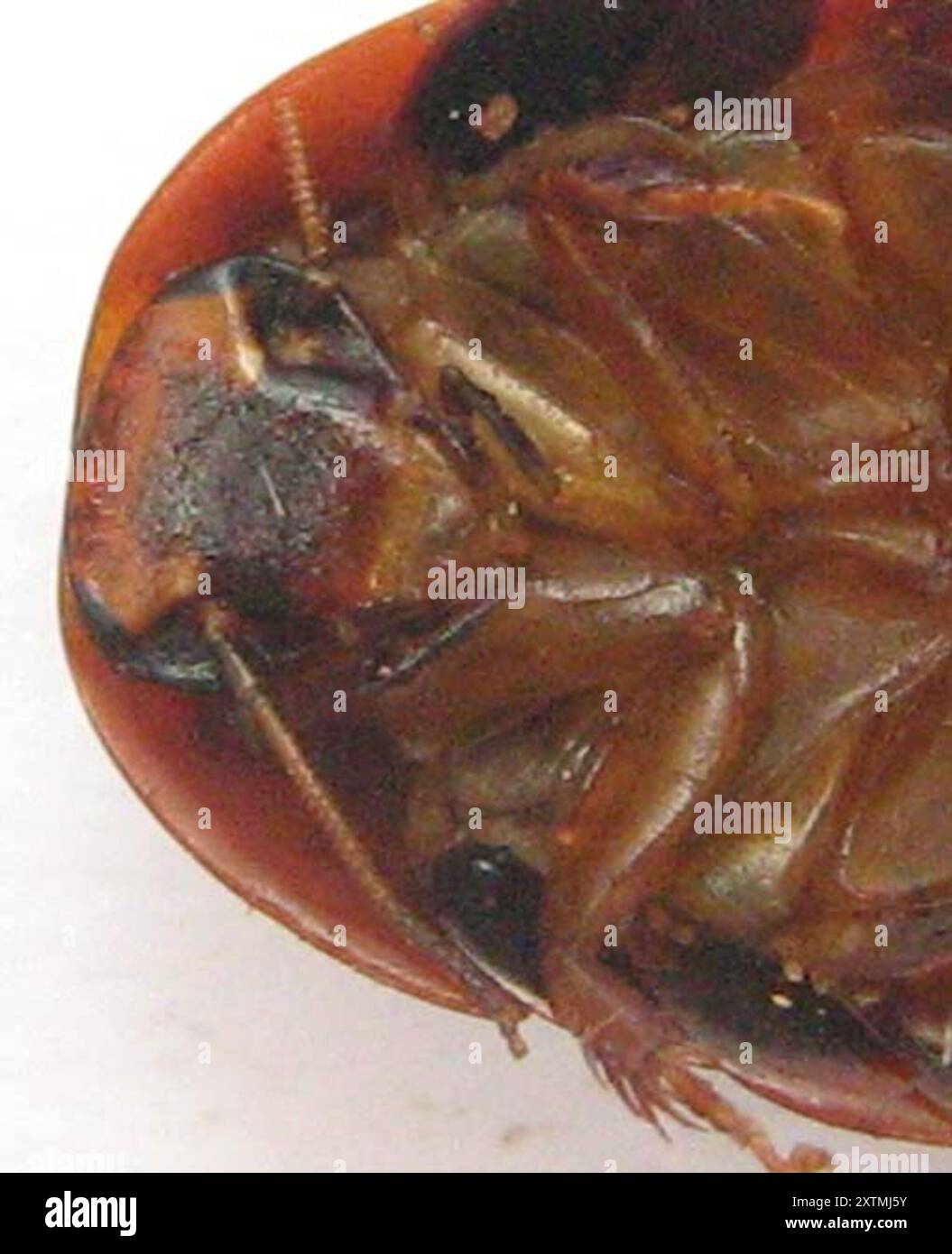 Cockroaches and Termites (Blattodea) Insecta Stock Photo - Alamy