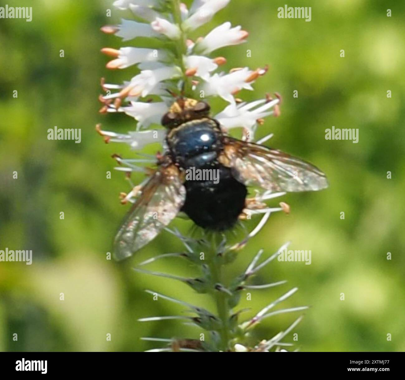 Bristle Flies (Tachinidae) Insecta Stock Photo - Alamy