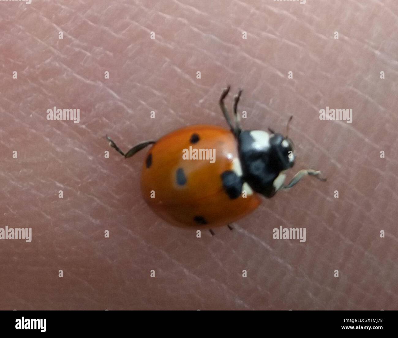 Seven-spotted Lady Beetle (Coccinella septempunctata) Insecta Stock ...