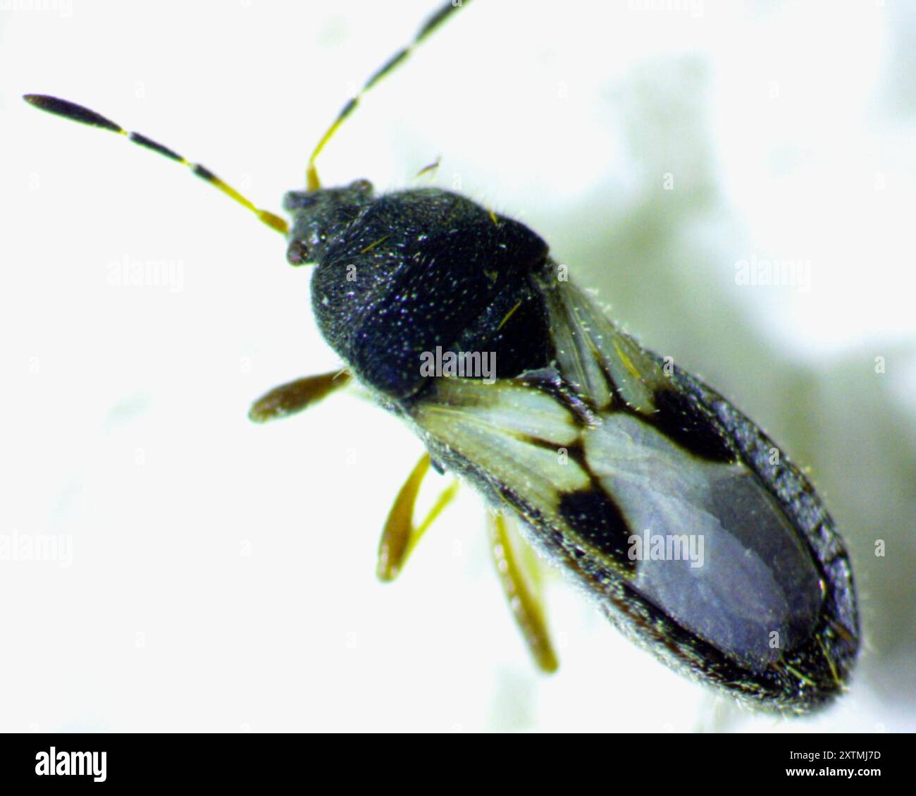 Blissus leucopterus hi-res stock photography and images - Alamy