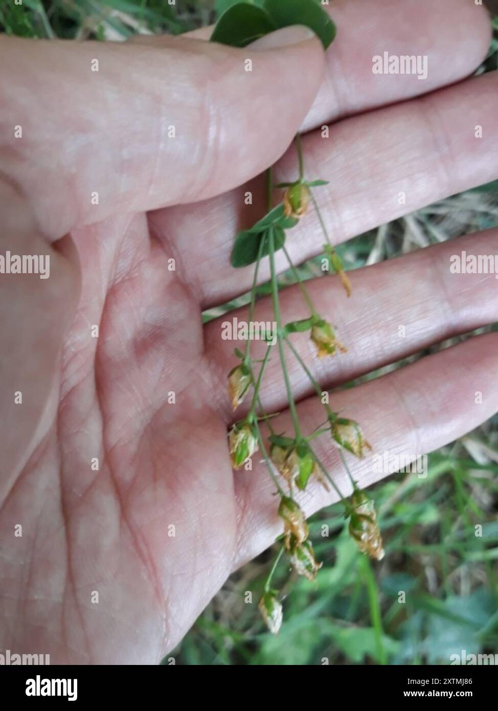 Slender St John's-wort (Hypericum pulchrum) Plantae Stock Photo - Alamy