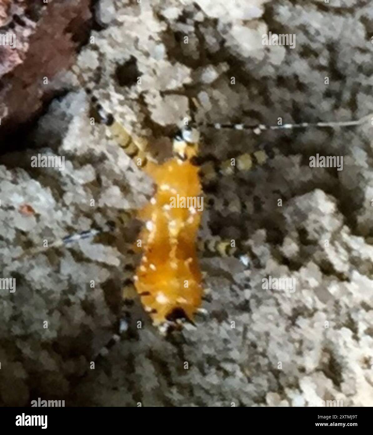 Orange Assassin Bug (Pselliopus barberi) Insecta Stock Photo - Alamy