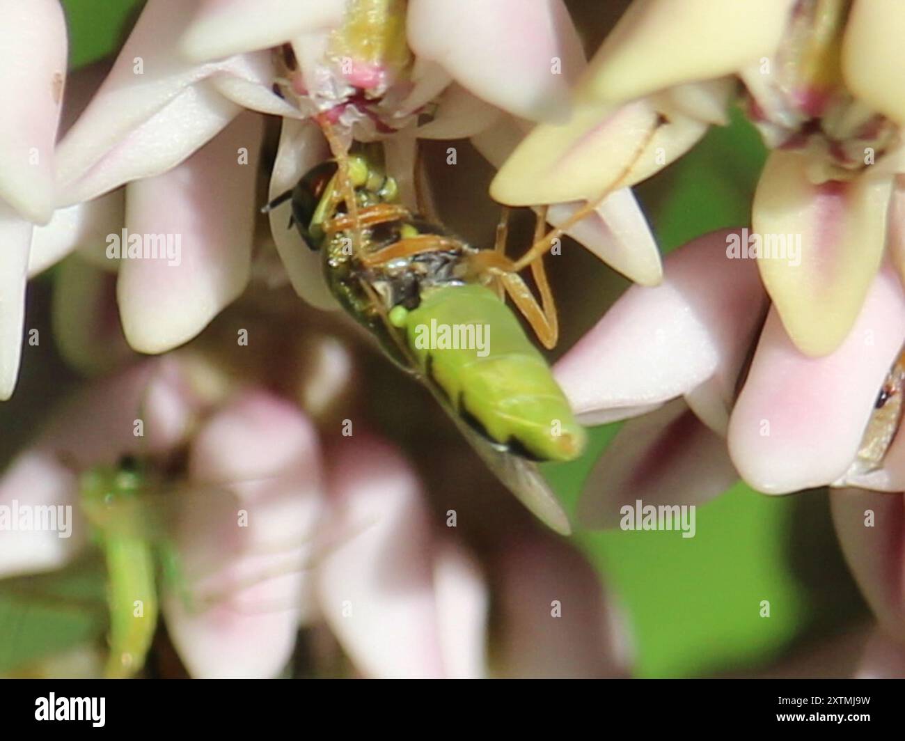 (Hedriodiscus vertebratus) Insecta Stock Photo - Alamy