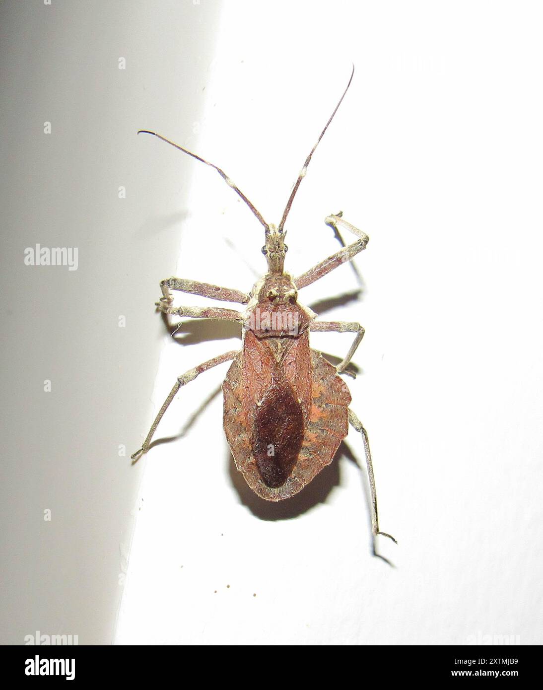 (Harpactor angulosus) Insecta Stock Photo - Alamy