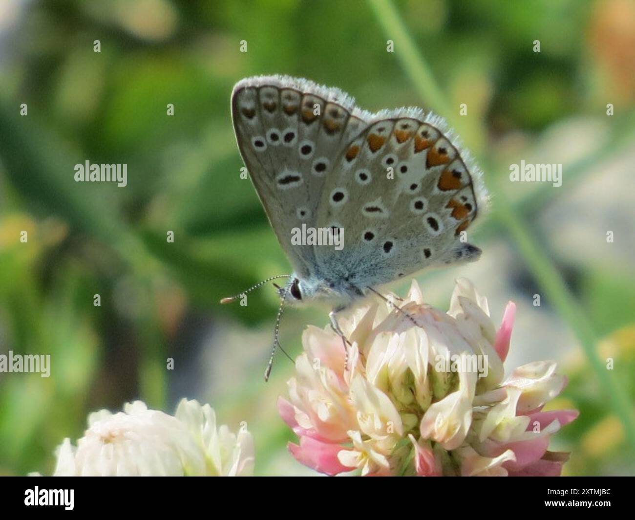 Common Blue (Polyommatus icarus) Insecta Stock Photo - Alamy