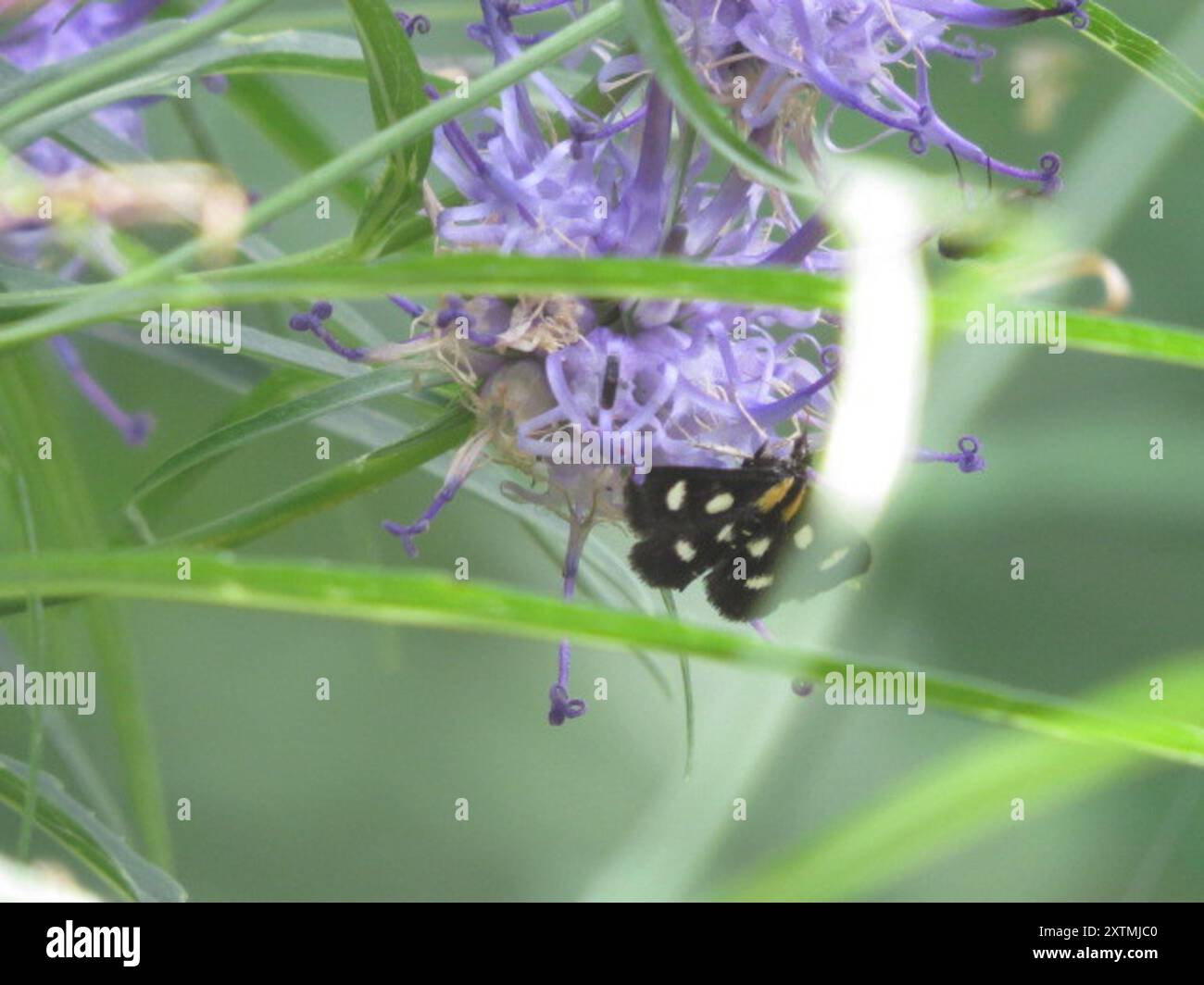 White spotted sable hi-res stock photography and images - Alamy