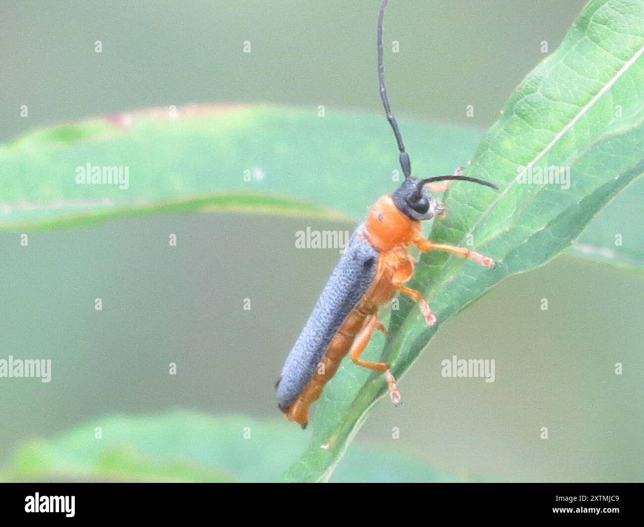 (Oberea oculata) Insecta Stock Photo - Alamy