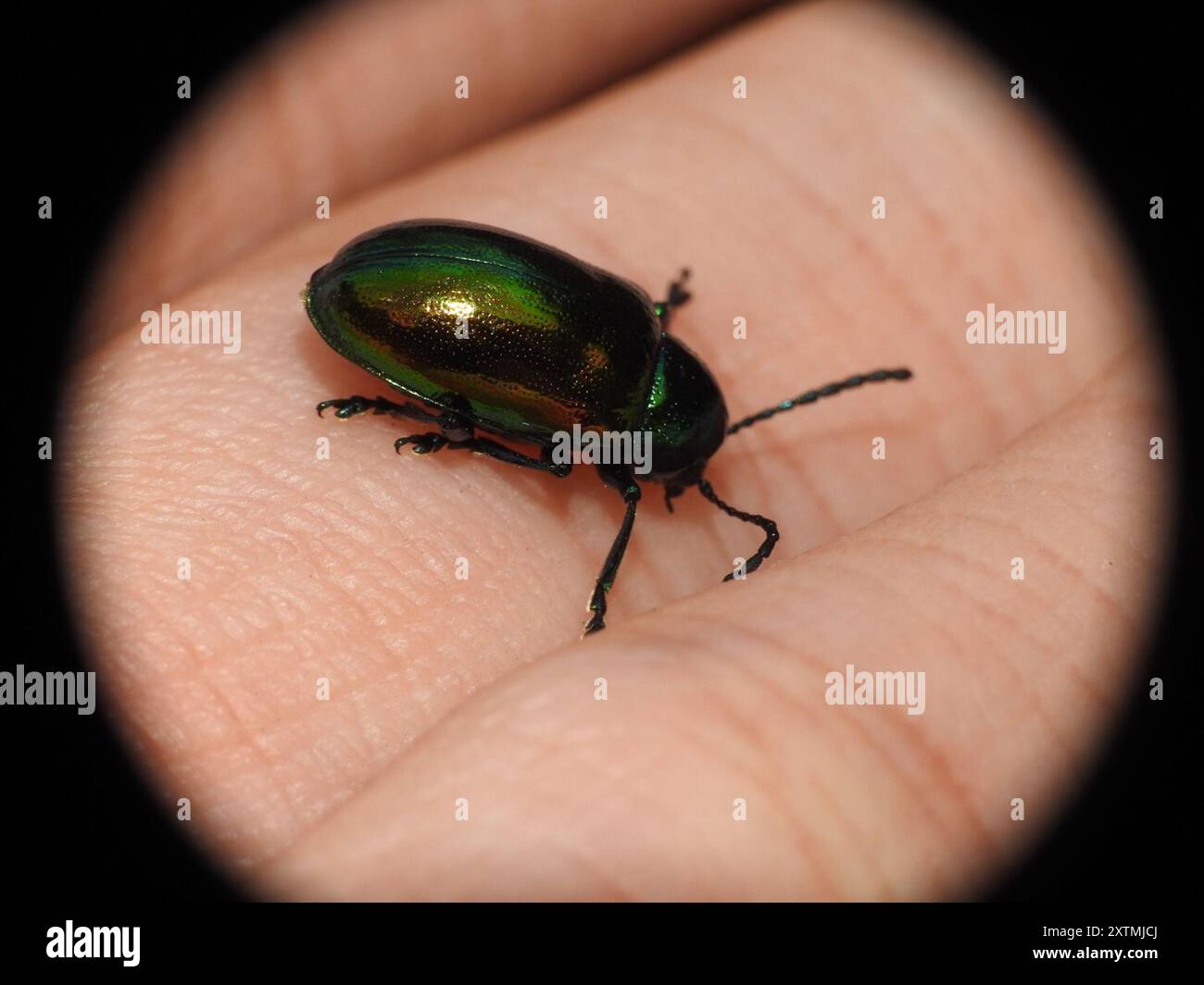 Dogbane Leaf Beetle (Chrysochus auratus) Insecta Stock Photo - Alamy