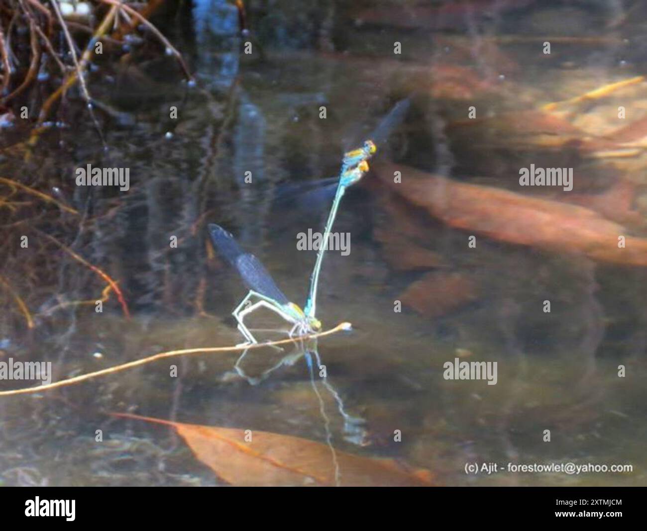 Orange-faced Sprite (Pseudagrion rubriceps) Insecta Stock Photo - Alamy