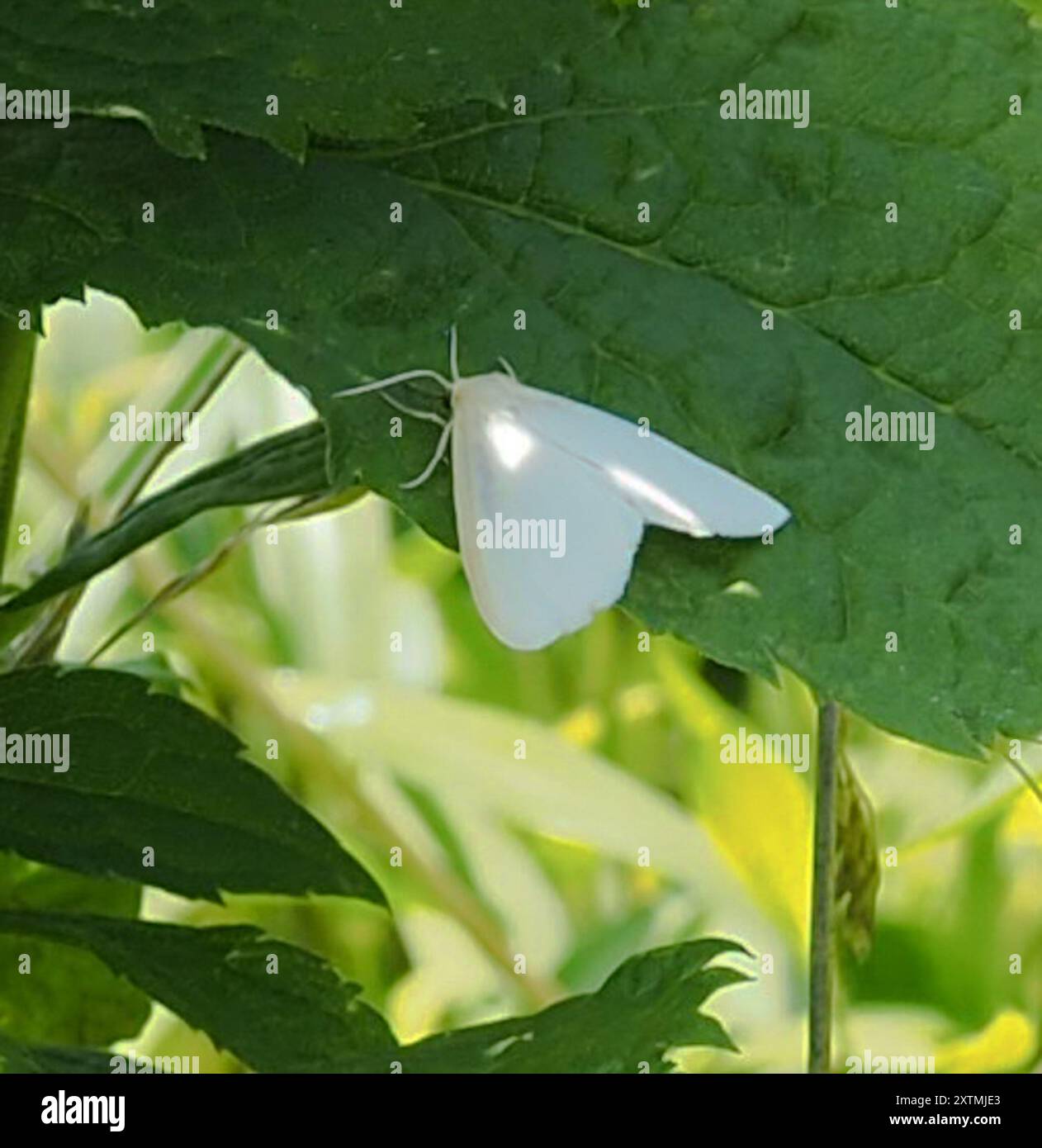 Delicate Cycnia Moth (Cycnia tenera) Insecta Stock Photo - Alamy