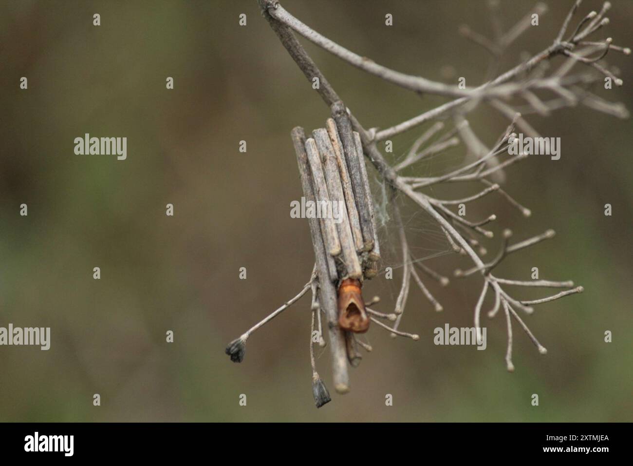 Bagworm Moths (Psychidae) Insecta Stock Photo - Alamy