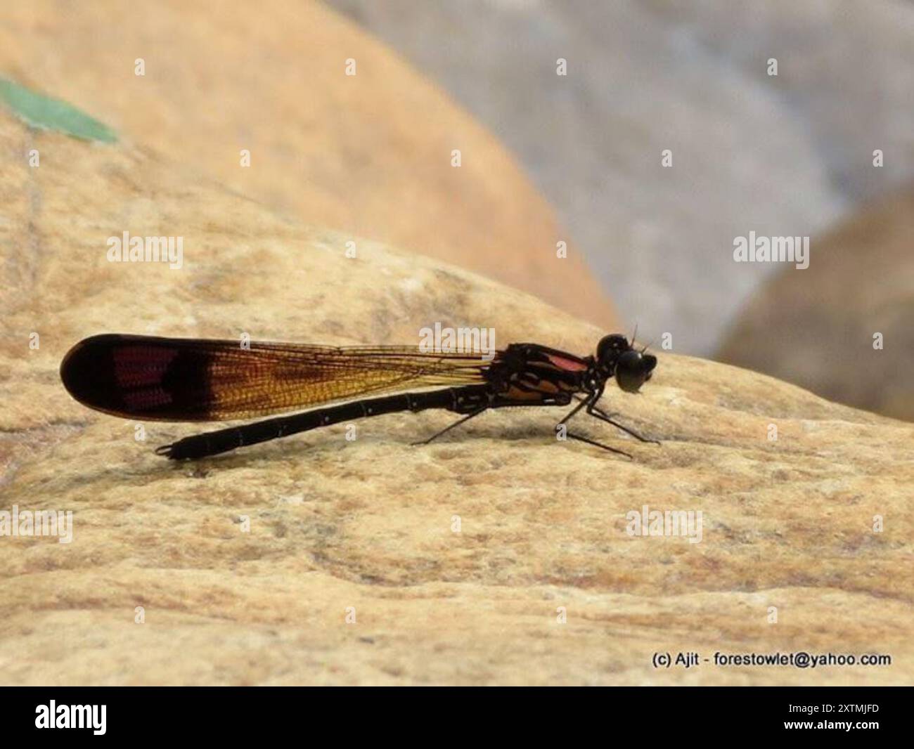 Bisignata hi-res stock photography and images - Alamy