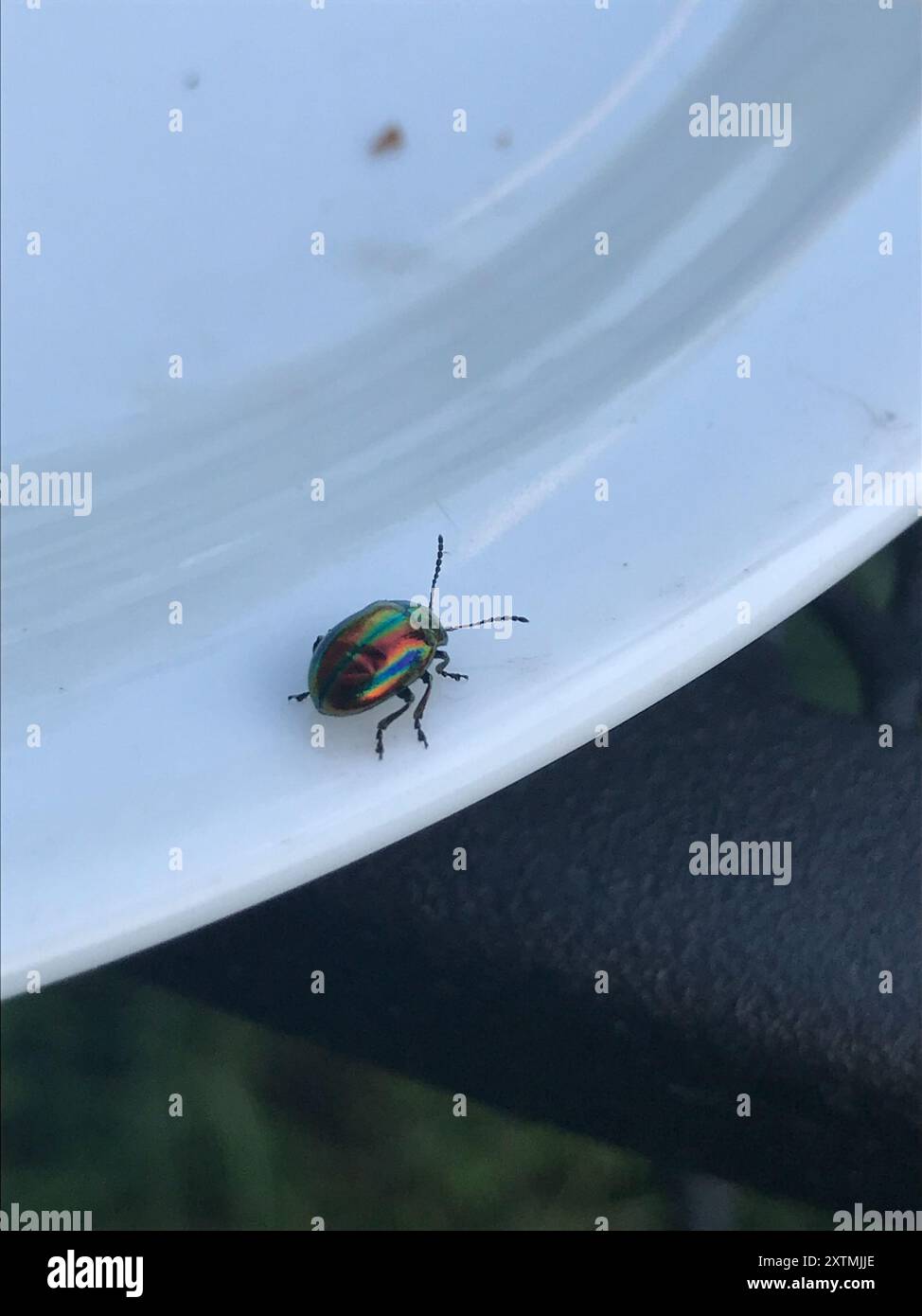 Dead-nettle Leaf Beetle (Fasta fastuosa) Insecta Stock Photo - Alamy