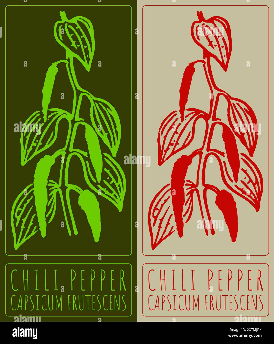 Capsicum annuum capsicum frutescens Stock Vector Images - Alamy