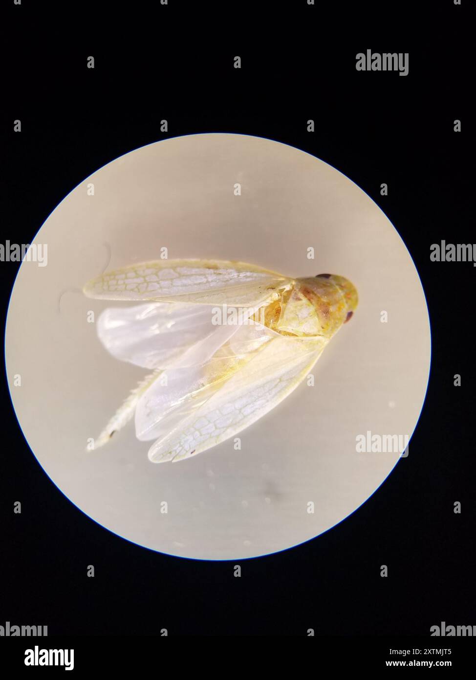 True Hoppers (Auchenorrhyncha) Insecta Stock Photo - Alamy