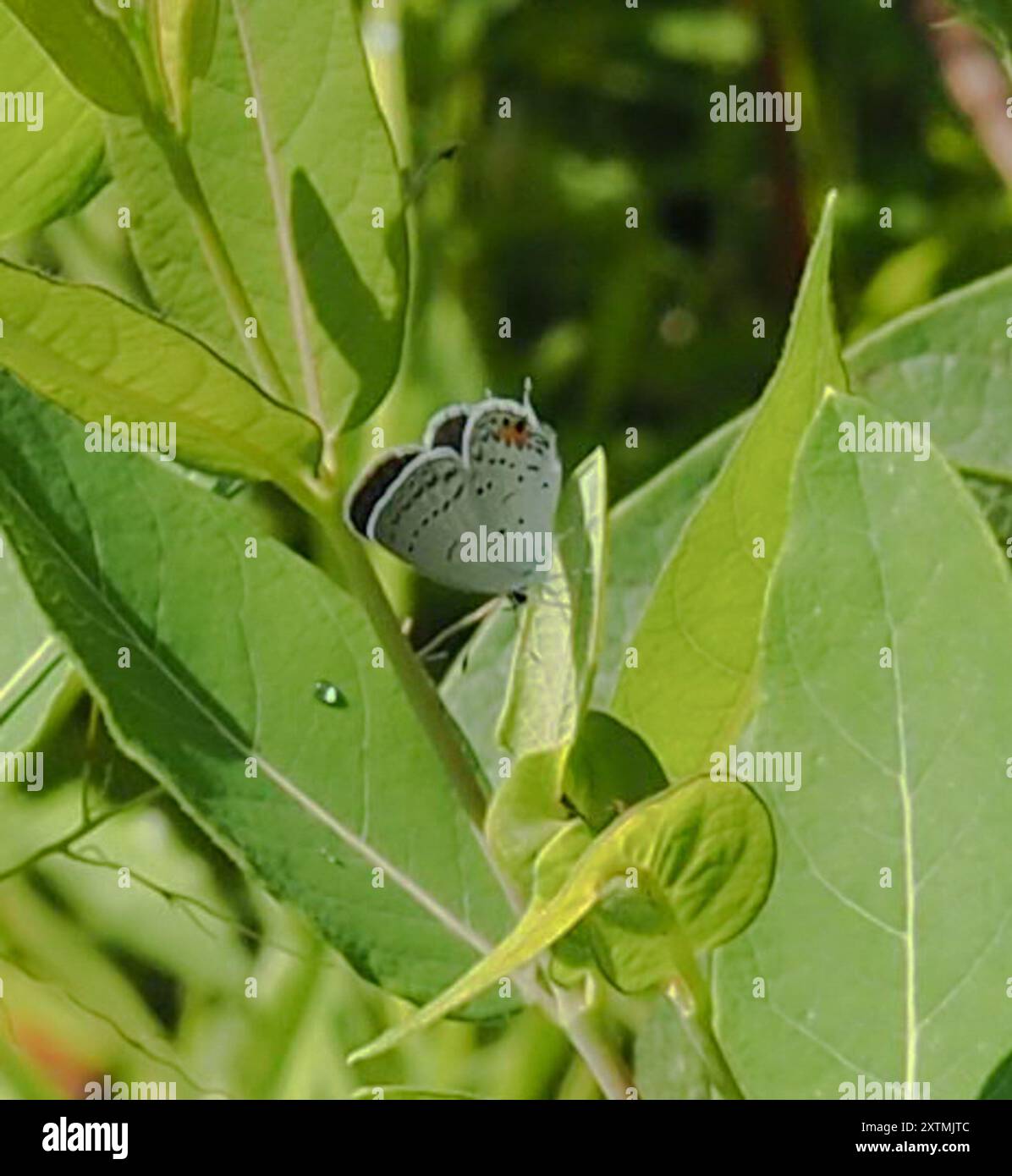 Eastern Tailed-Blue (Cupido comyntas) Insecta Stock Photo - Alamy