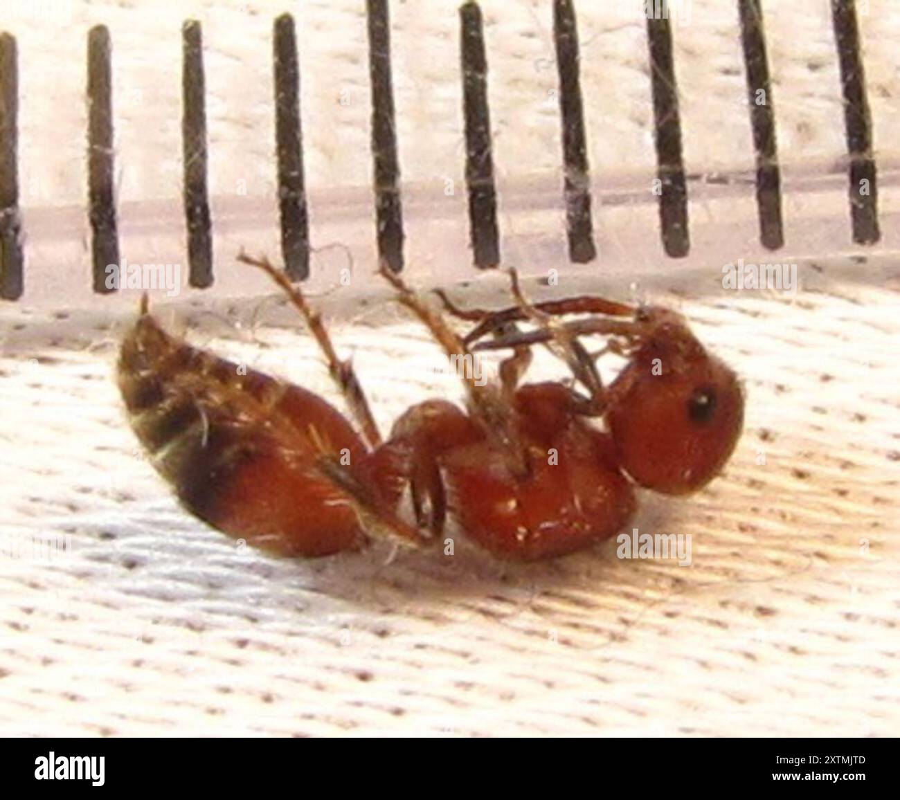 (Pseudomethoca frigida) Insecta Stock Photo - Alamy