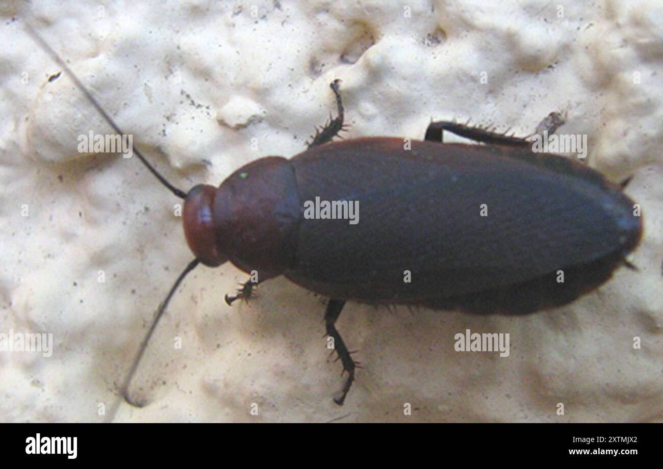 Pet Redhead Roach (Oxyhaloa deusta) Insecta Stock Photo - Alamy