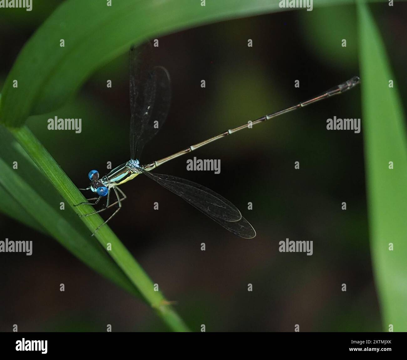 Slender Spreadwing (Lestes rectangularis) Insecta Stock Photo - Alamy