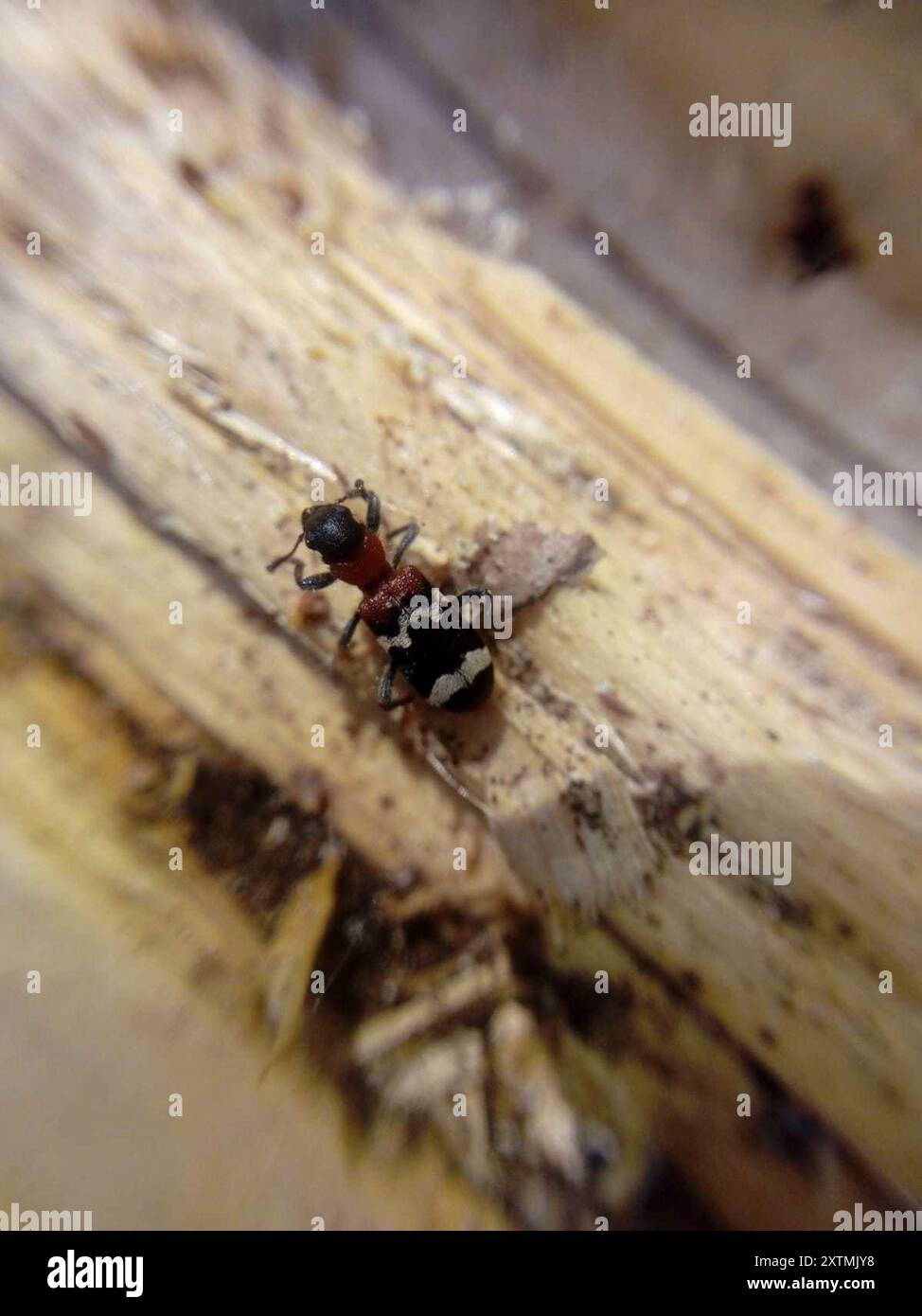 European Red-bellied Clerid (Thanasimus formicarius) Insecta Stock ...