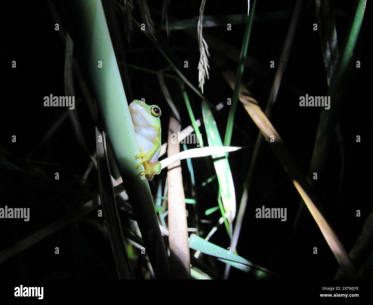 Tinker Reed Frog (Hyperolius tuberilinguis) Amphibia Stock Photo - Alamy