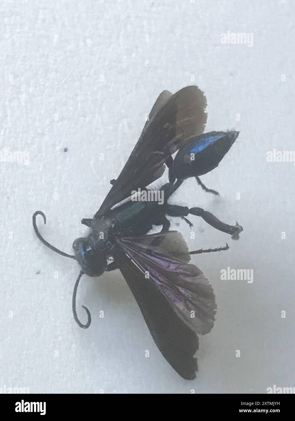Blue Mud-dauber Wasps (Chalybion) Insecta Stock Photo - Alamy