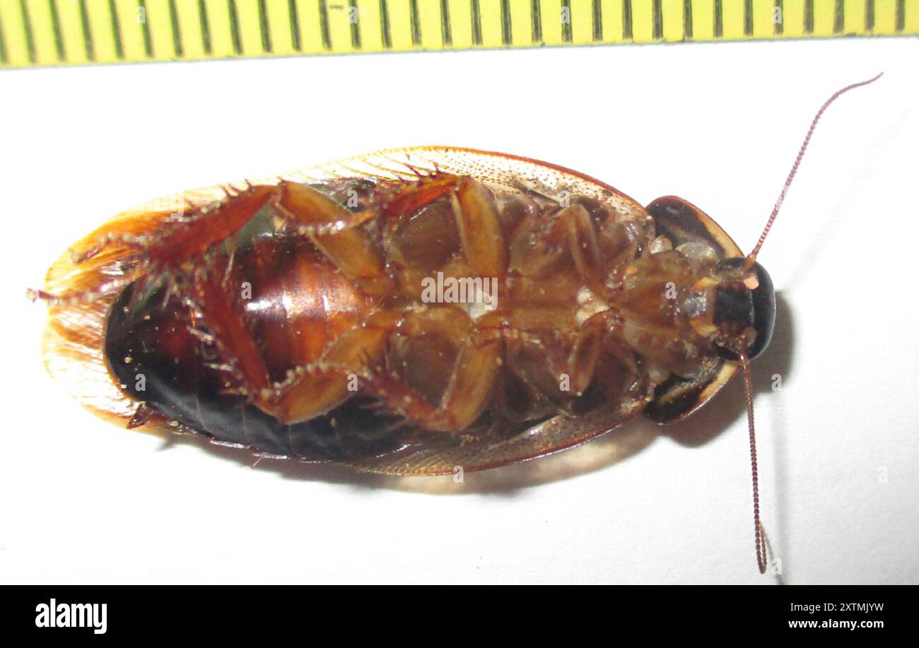 Surinam Cockroach (Pycnoscelus surinamensis) Insecta Stock Photo - Alamy