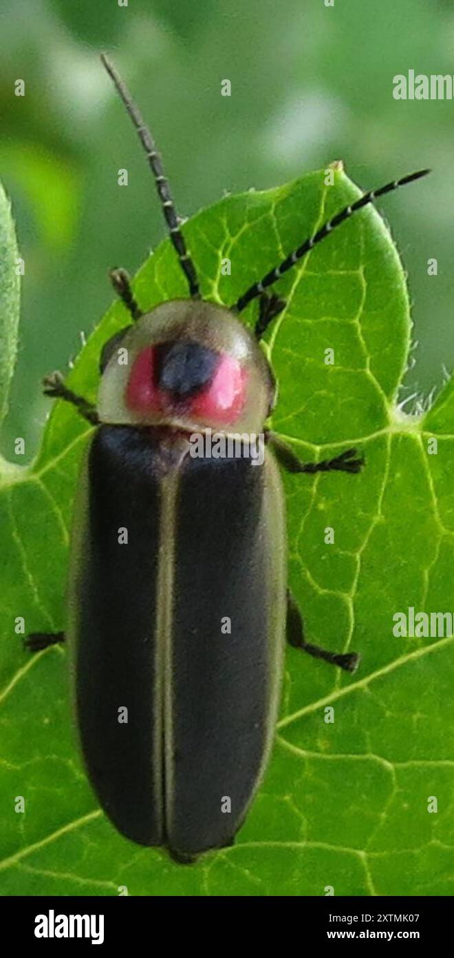 Common Eastern Firefly (Photinus pyralis) Insecta Stock Photo - Alamy