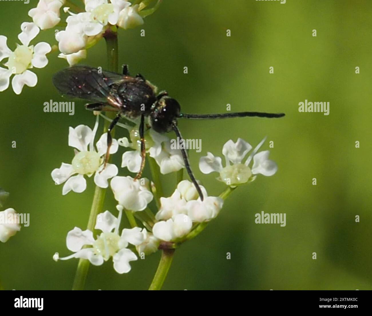 Tiphiid wasps hi-res stock photography and images - Alamy
