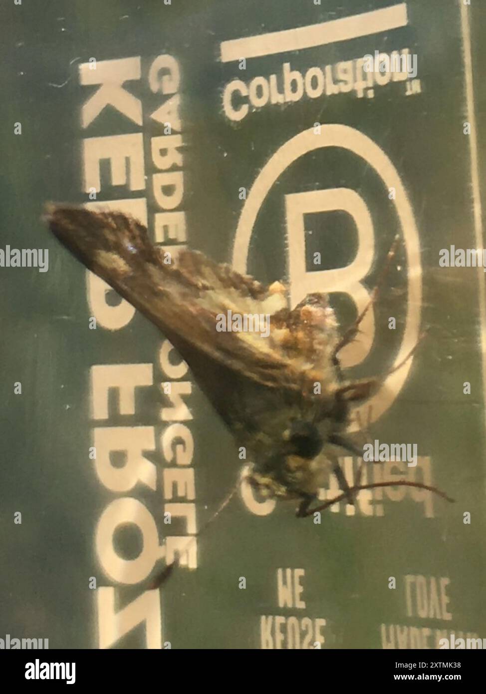 Peck's Skipper (Polites peckius) Insecta Stock Photo - Alamy