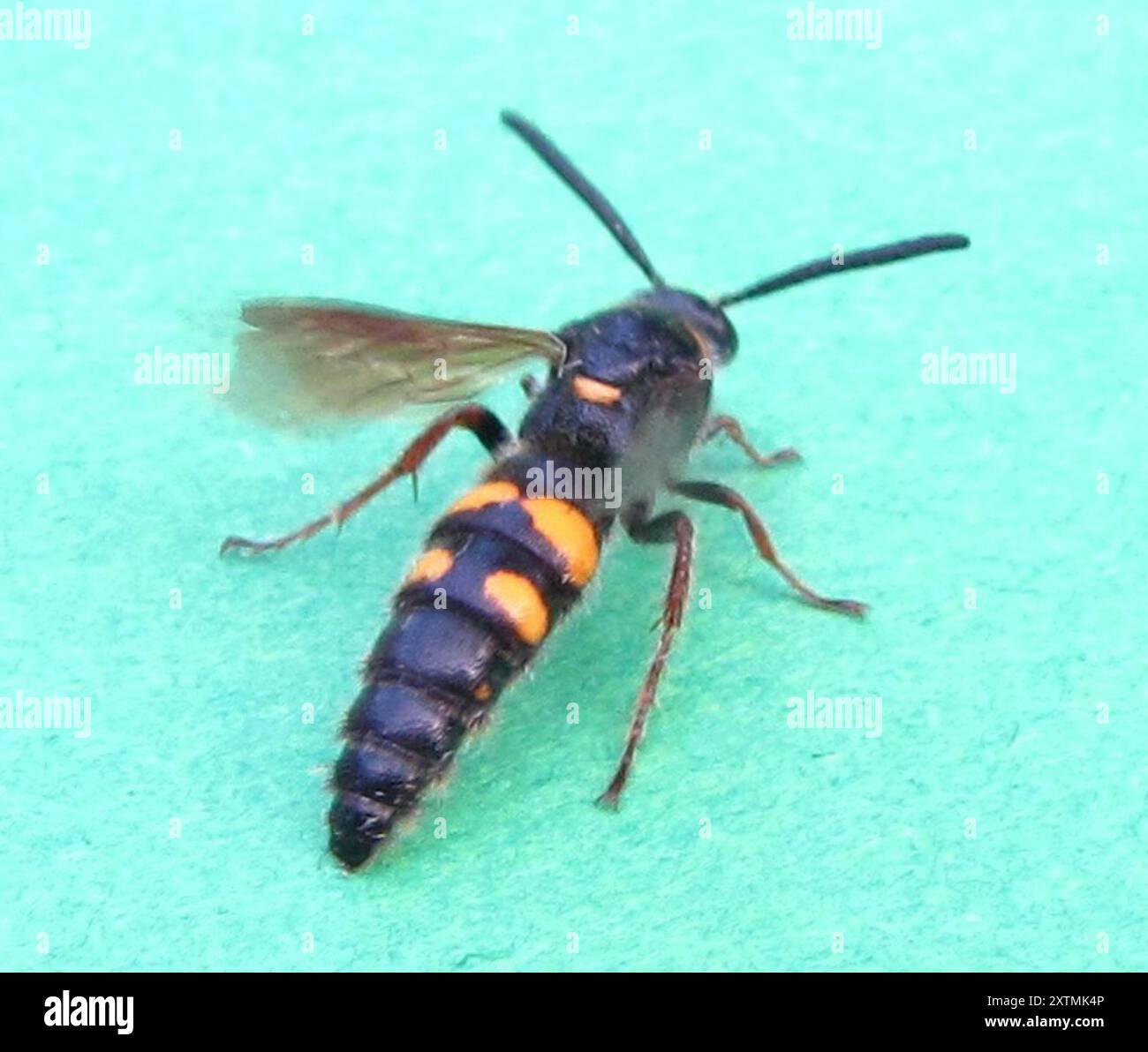 Noble Scoliid Wasp (Scolia nobilitata) Insecta Stock Photo - Alamy