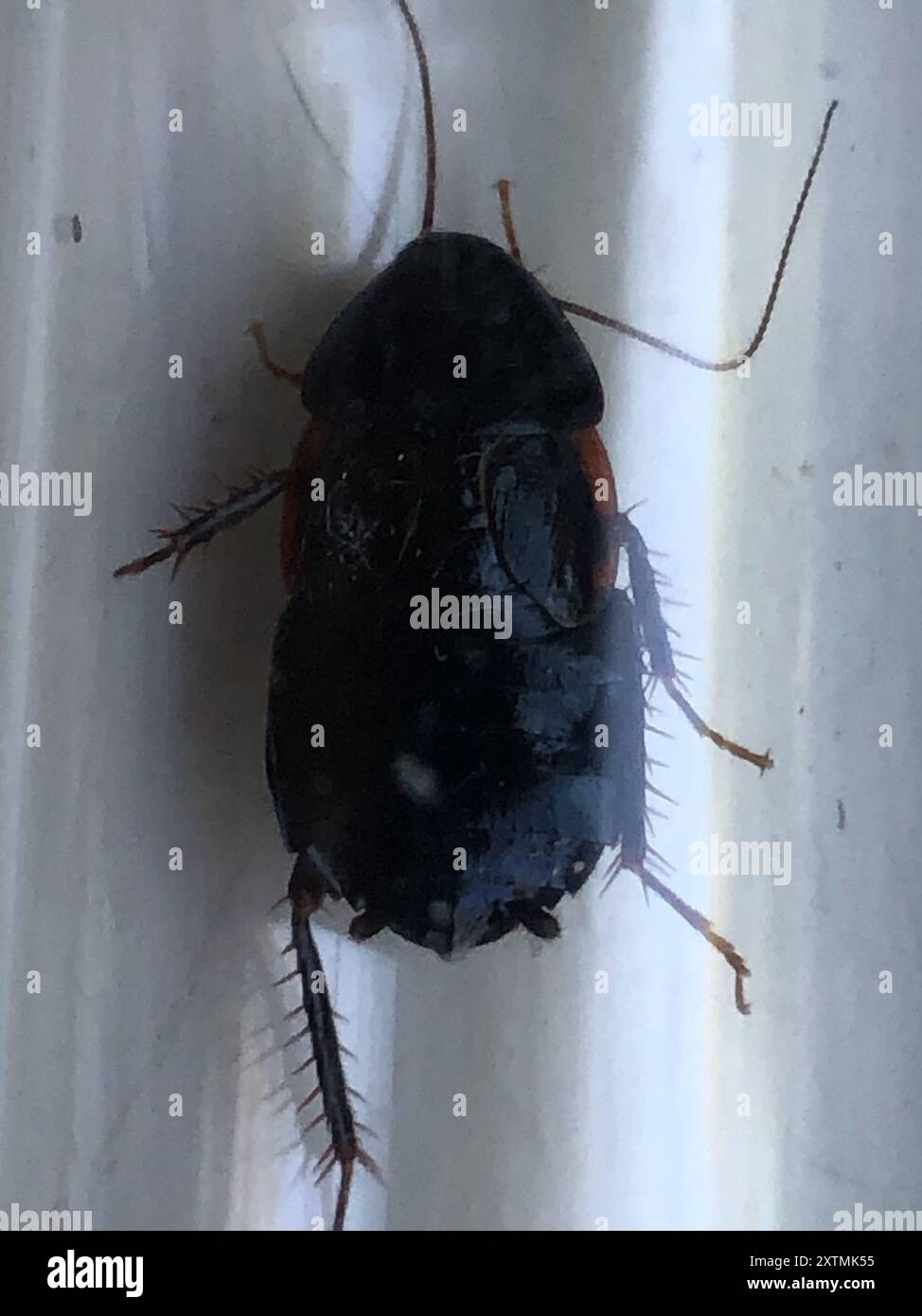 Household Cockroaches (Blattidae) Insecta Stock Photo - Alamy