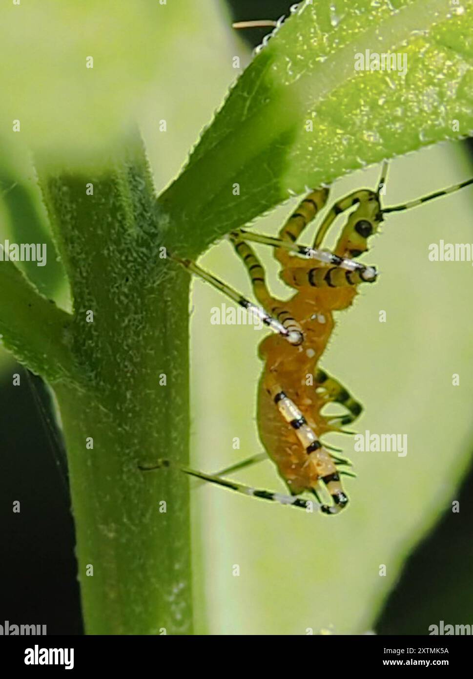 Orange Assassin Bug (Pselliopus barberi) Insecta Stock Photo - Alamy