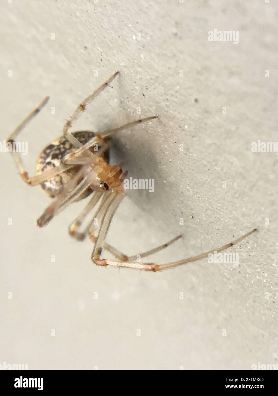 Common House Spider (Parasteatoda tepidariorum) Arachnida Stock Photo ...