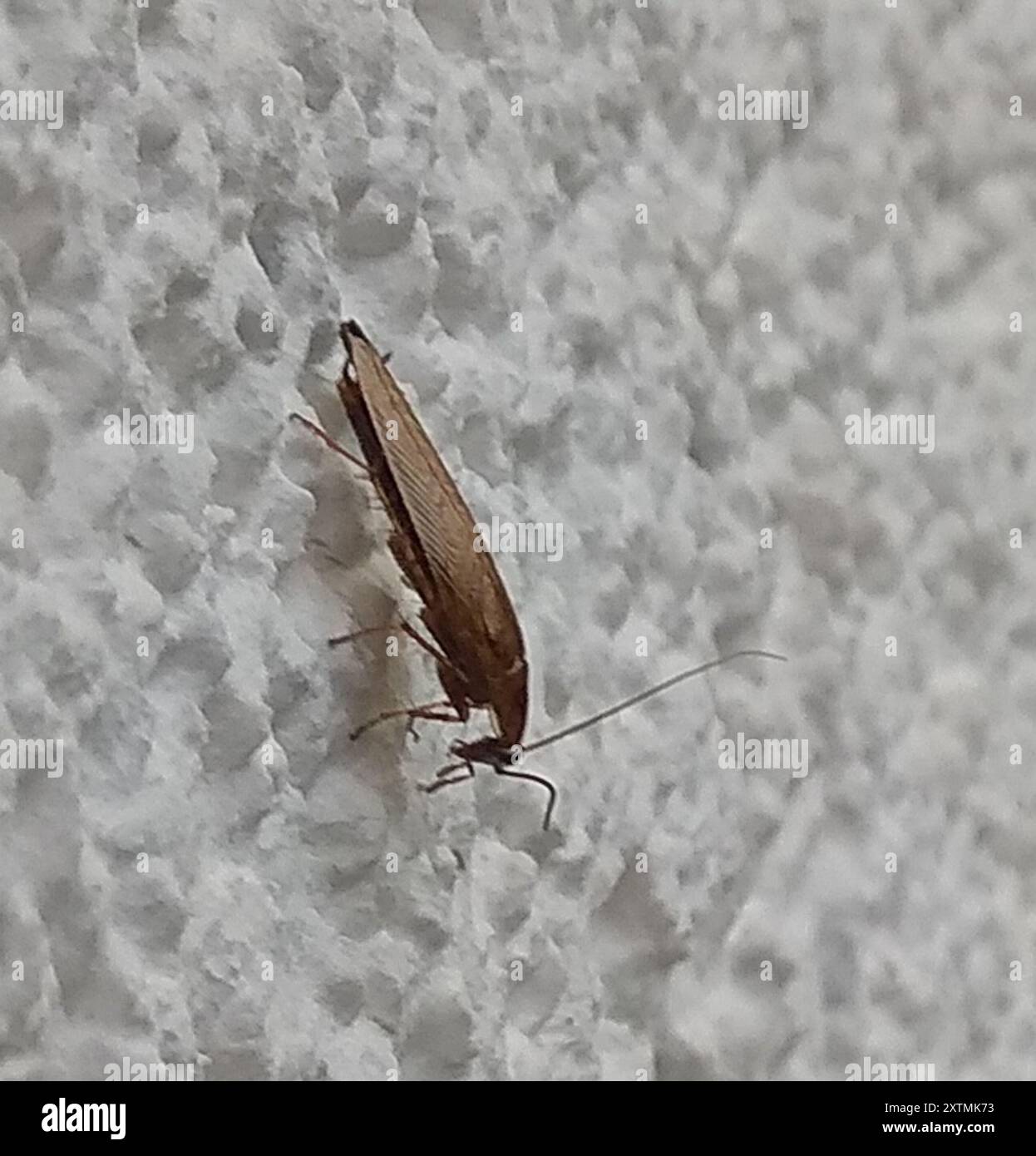 Amber Wood Cockroach (Ectobius vittiventris) Insecta Stock Photo - Alamy