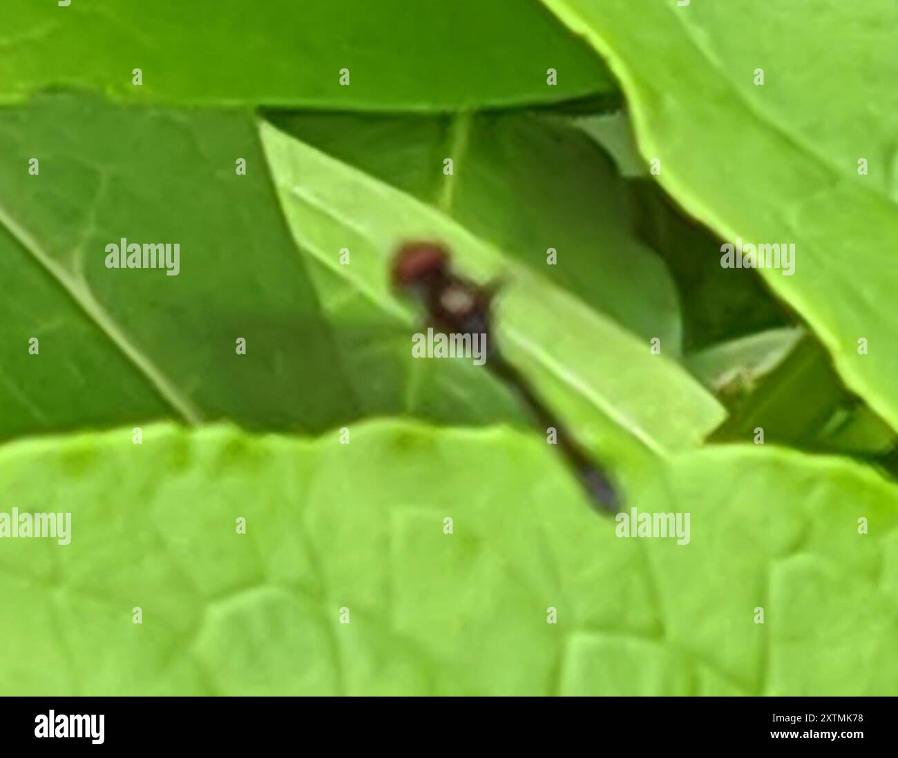 Hover Flies (Syrphidae) Insecta Stock Photo - Alamy