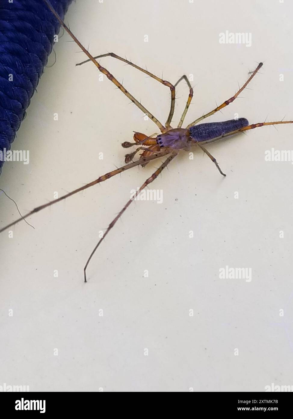 Stretch Spiders (Tetragnatha) Arachnida Stock Photo - Alamy