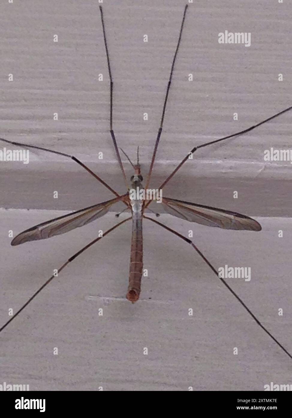 Common Crane Flies (Tipula) Insecta Stock Photo - Alamy